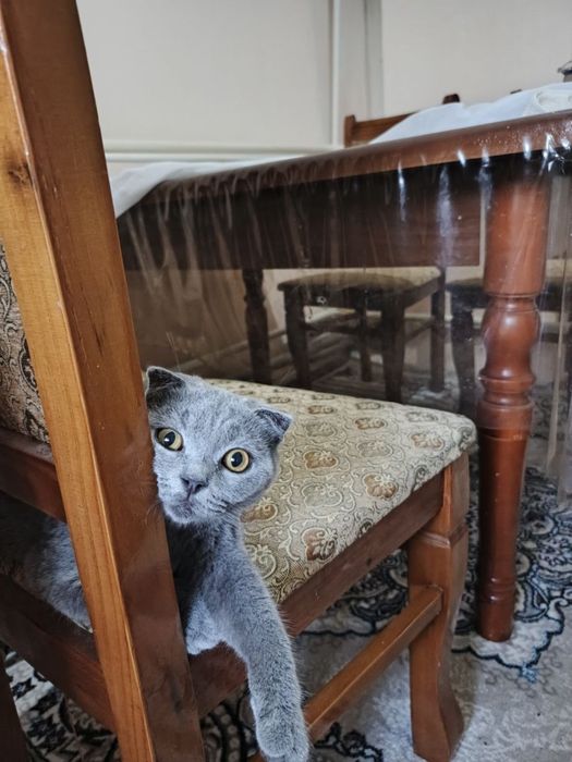 Scottish fold чистокровный