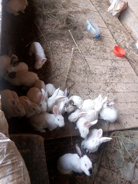 Quyon hamasi 22 ta donasi 100000 Dan