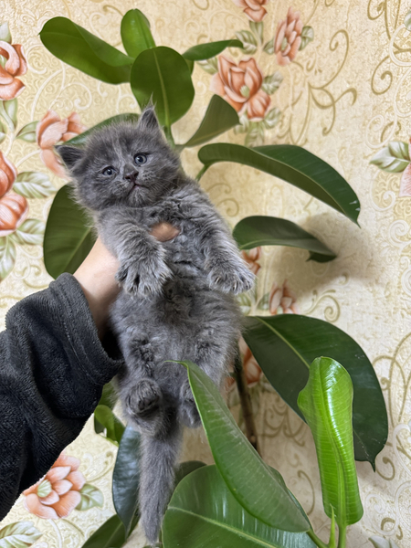 Срочно! Пушистый скоттиш страйт серый