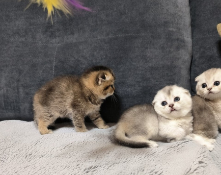 Продаются котята