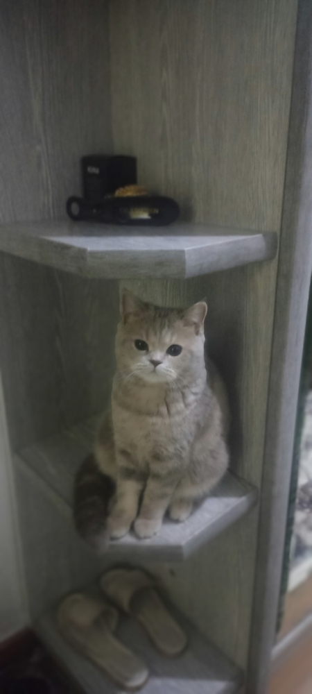 Кошка и котенок мальчик и девочка