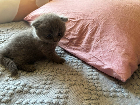 Скотиш фолд и страйт девочки