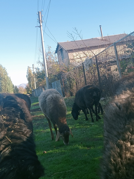 Aqiqa, tôy marosimlar qôchqorlar bor