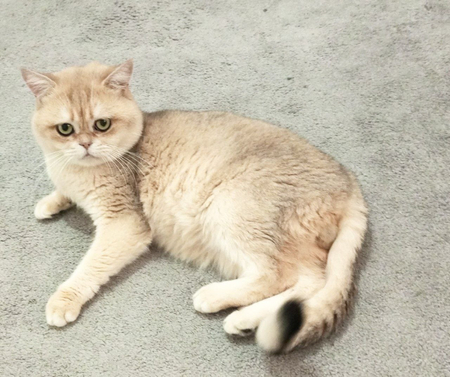 Вязка золотой британский кот шиншилла