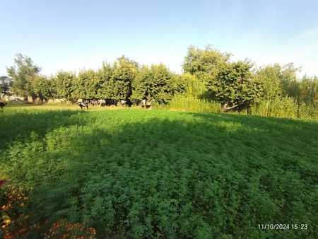 Dacha qilishga qulay joy