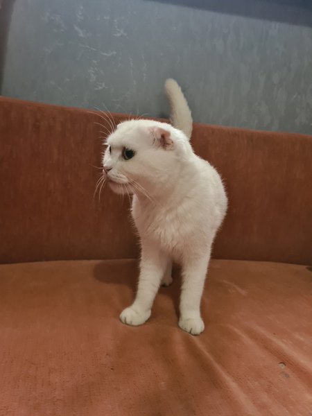 Zotdor mushuklar sotiladi