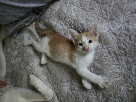 Милые котята в добрые руки Все мальчики