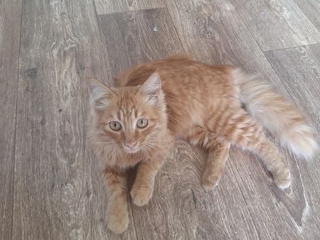 Продаю домашних котят