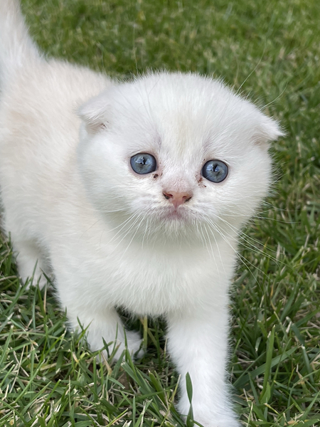 Котенок шиншилл золотистый