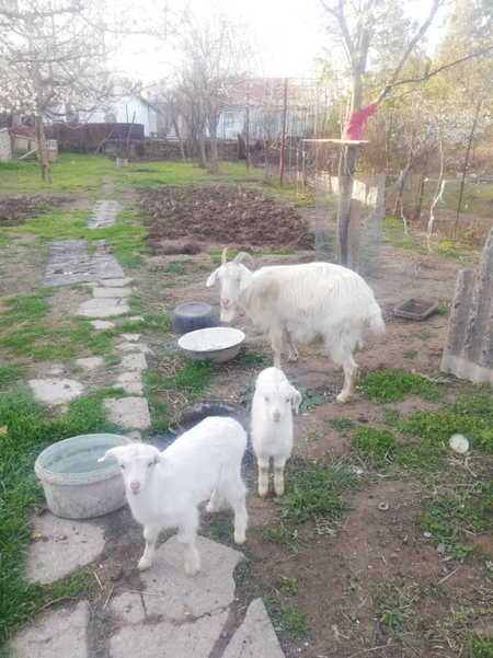 Продаются 2 козы