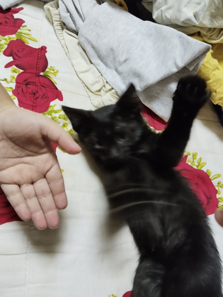 Котёнок в хорошие руки