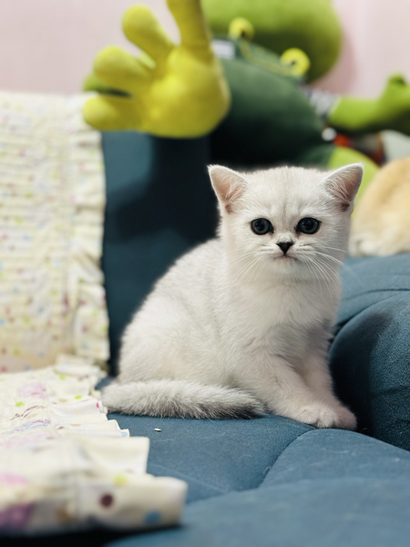 На продаже британские котятки