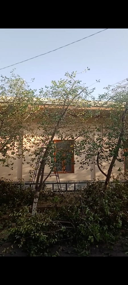 Sadovnik bogbon samarqand