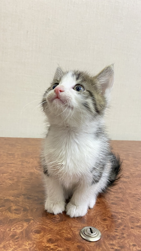 Mushukcha. Котёнок.
