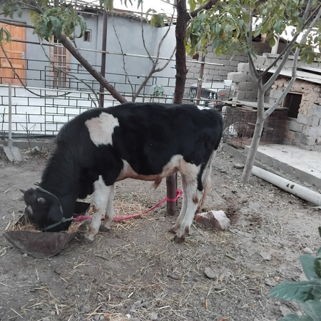 Buqa sotiladi 1.5 yosh