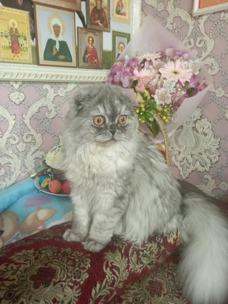 Готовится к продаже шикарный мальчик скоттиш страйт.
