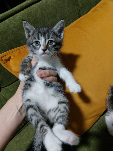 Бесплатно.  Отдам котят в добрые руки.