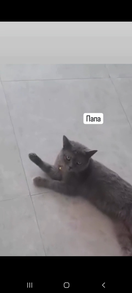 Мама и две котят