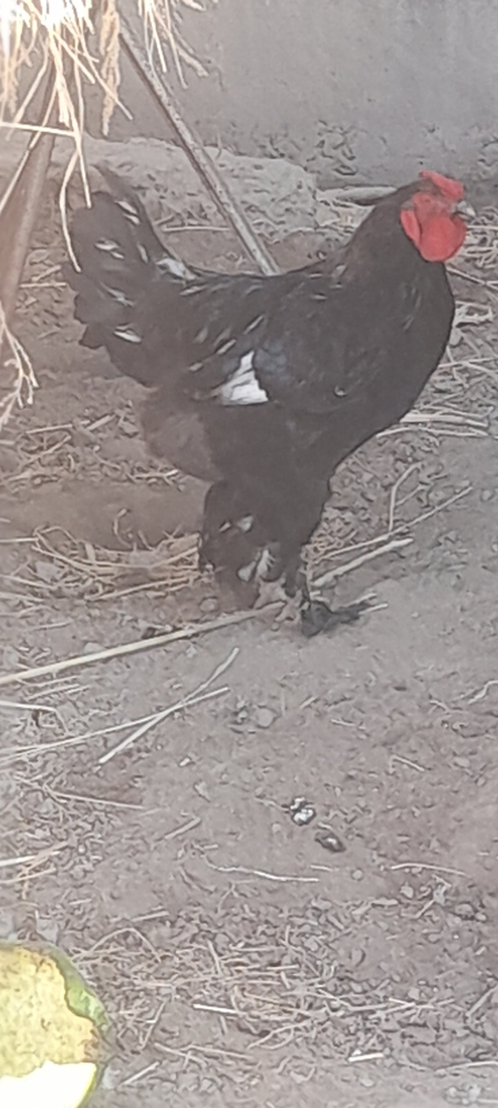Zotdor brama xurozlar sotiladi