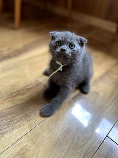 Вислоухие котята