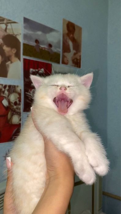 Продаются котята (шиншиллы)