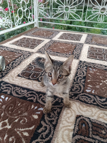 Отдам в хорошие руки