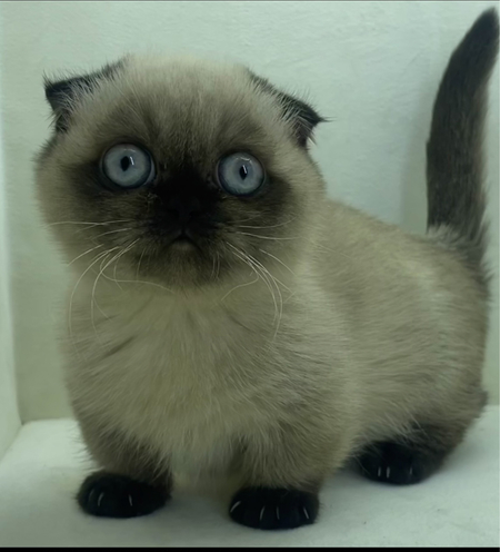 Котята породы манчкин