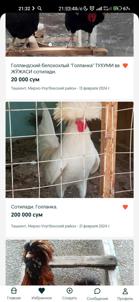 Оддий Товук 3 та жужаси бор