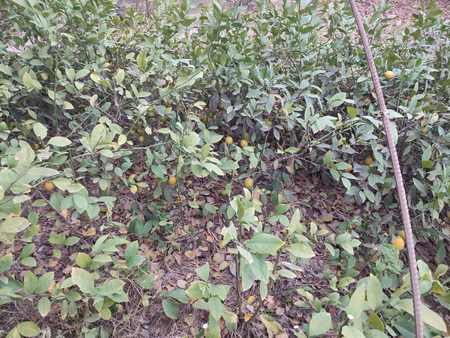Limon ko'chatlari SUPER MIR