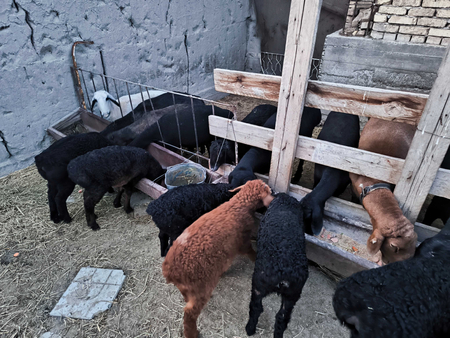 Qo'y va qo'zilar sotiladi