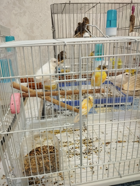 Канарекалар сотилади