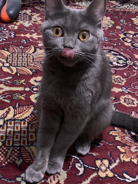 Скоттиш страйт на вязку