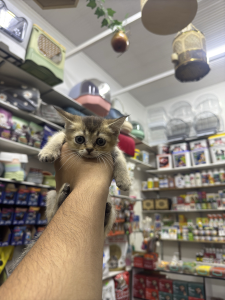 Котяти. Скотиш фолд и страйт шиншила