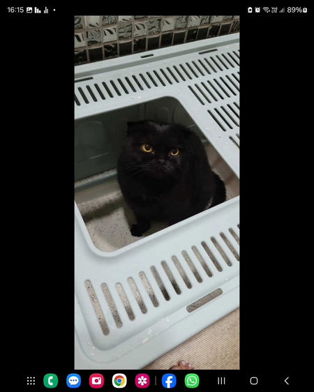 Котята Скотиш страйт  фолд