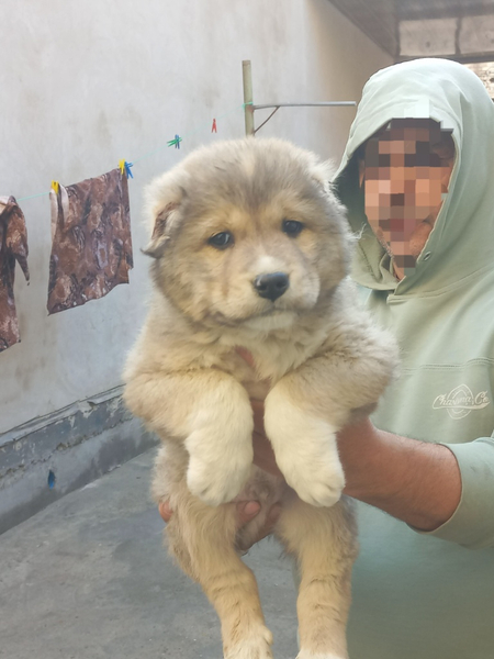 кавказки шенок малчик