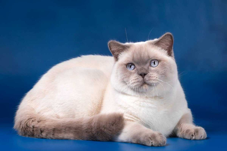 кошка-котёнок окрас 