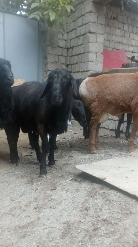 Qoy Sotiladi Qochqor
