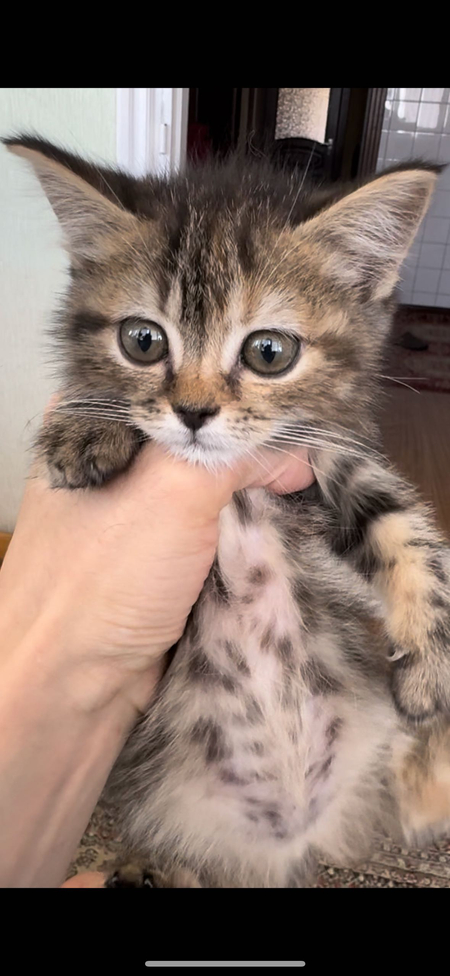 Пристраиваются котята