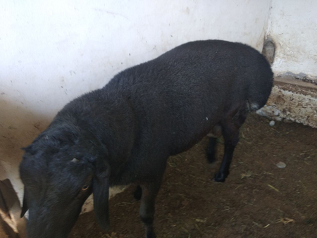 Qo'chqorlar sotiladi