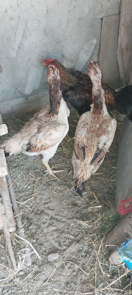 Flippin turk paroda qoni toza kulangilar sotiladi tezda