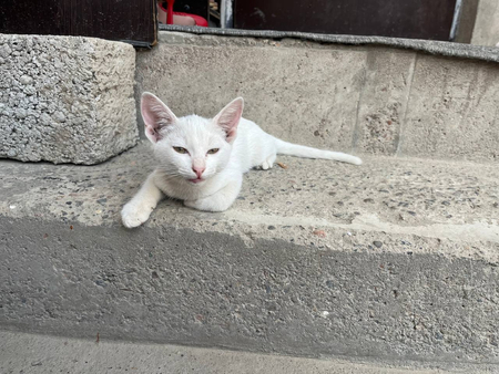 Отдам даром 2 белый котят