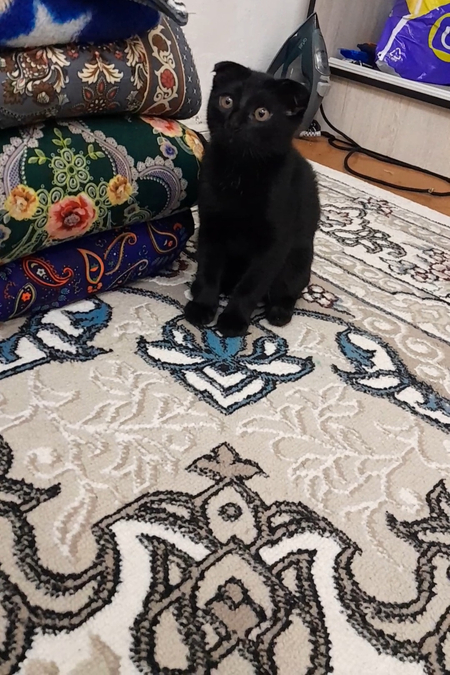 Котёнок мальчик 2,5 месяца