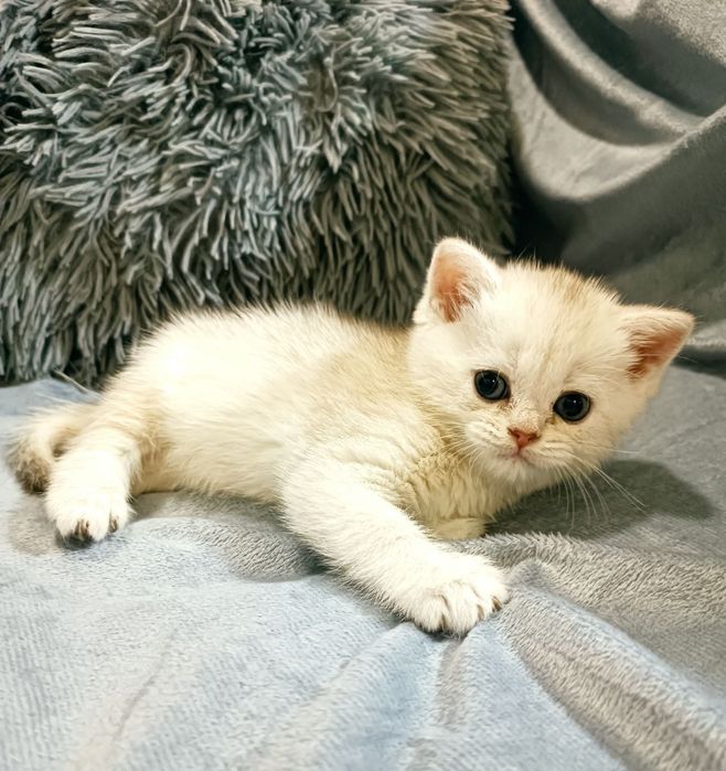 Шотландские вислоушки