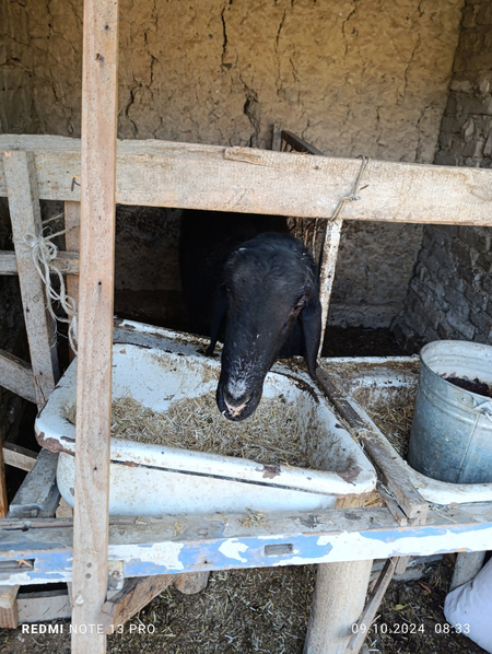 Qochqor sotiladi tanjoni sog yev ichish zor