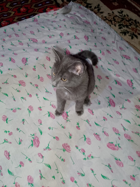 Mushu bor osela yozila