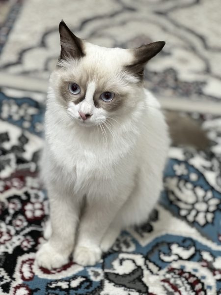 вязки кот