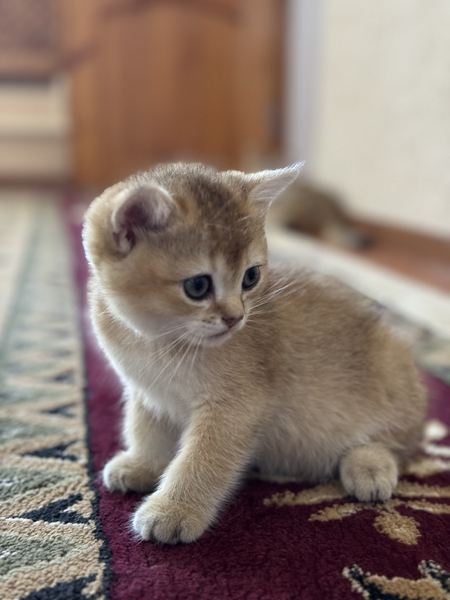 кошка золотая Шиншилла Девочка