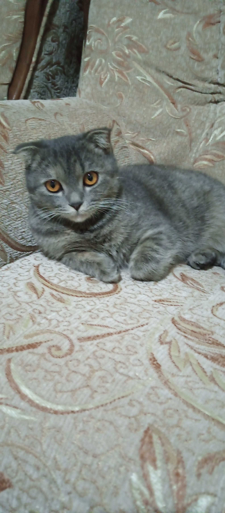 Siyamiski mushuk