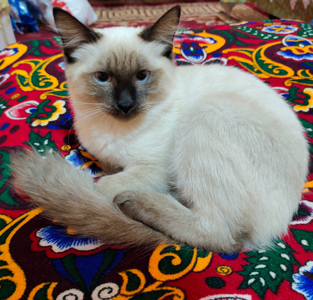 Сиамские котята, двое