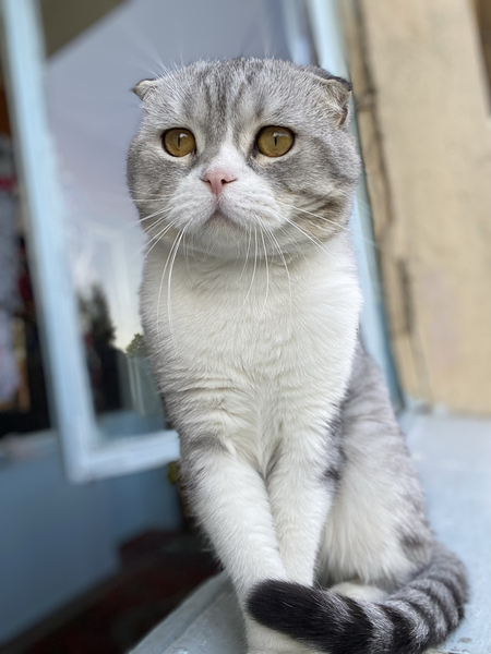 Продаю кота скотиш фолд